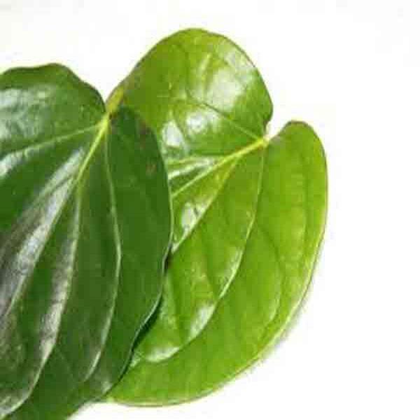 Indian Grocery Store - Pan Leaves 12 Bunch - Cartly